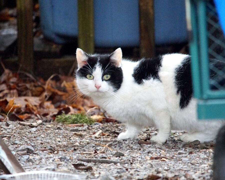 In From the Cold: How a Community Cat Came to an Indoor Life | Fear ...