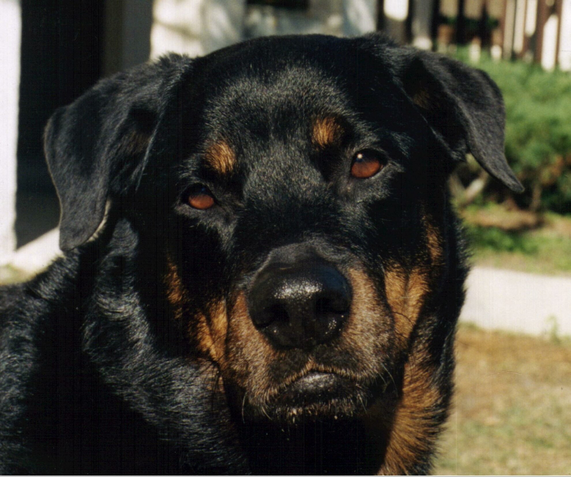 Mine! Does Your Dog Have a Problem Sharing With Others? Why It Happens ...