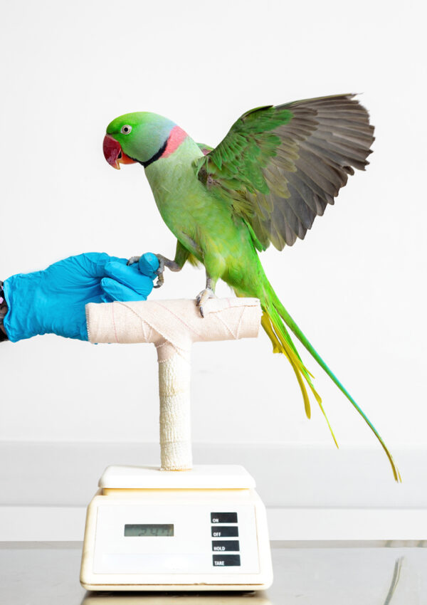 Scale Training Parrots Can Save Their Lives | Fear Free Happy Homes