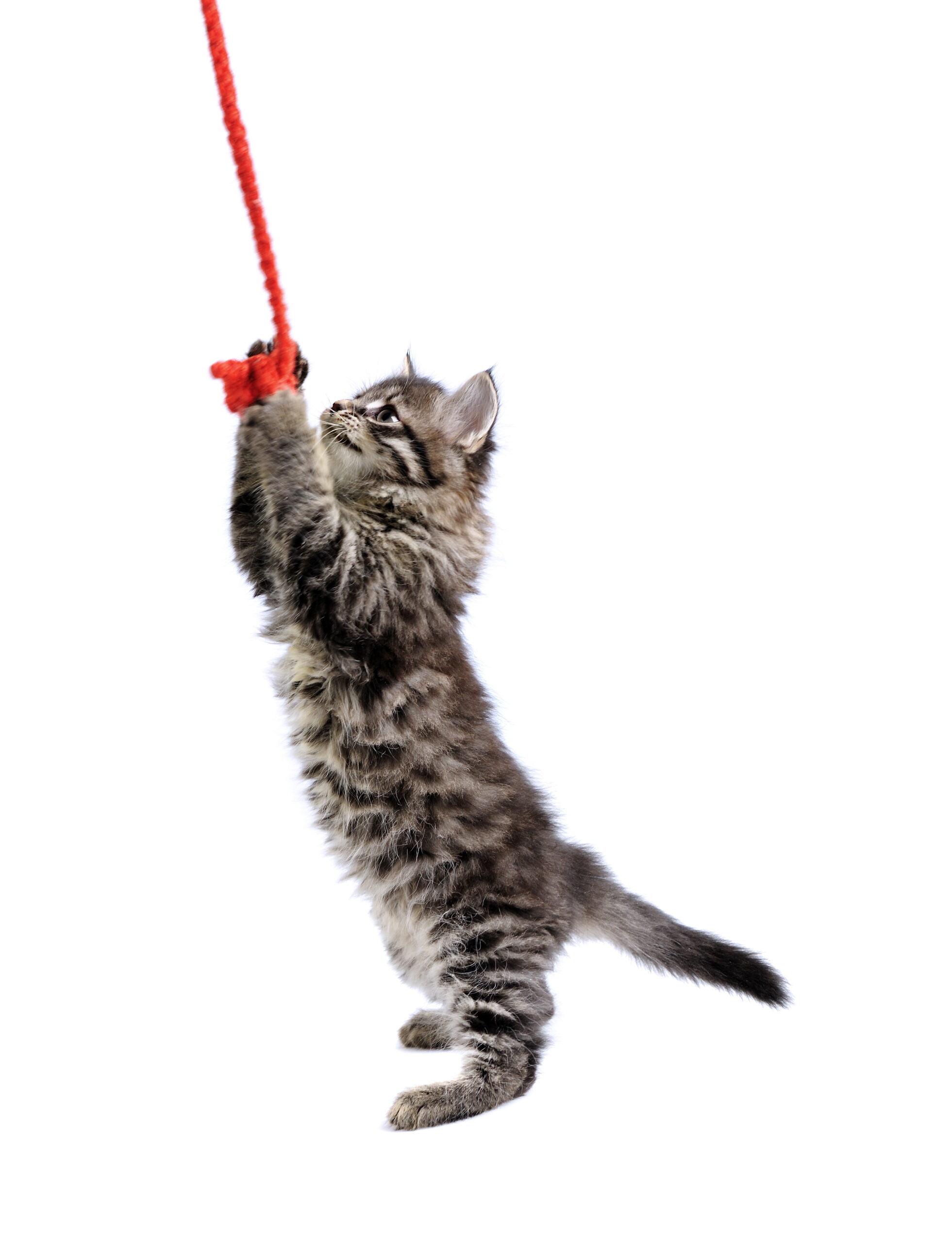 Make Kitten Play Fun and Educational | Fear Free Happy Homes