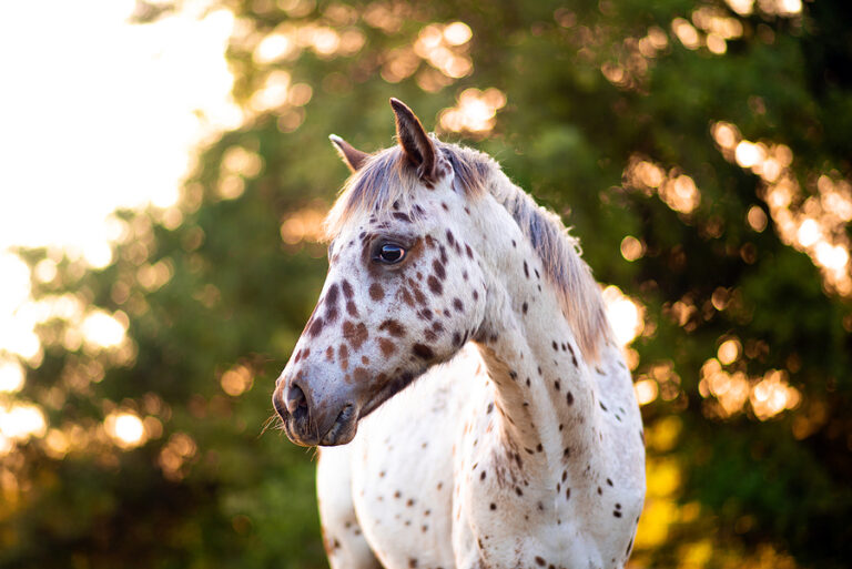 Is Your Horse Scared? What to Look for, How to Respond | Fear Free ...