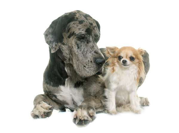 Size Matters! How to Safely Introduce Big and Little Dogs | Fear Free ...
