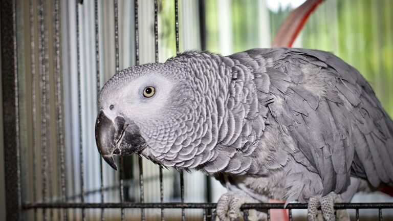 5 Fear Free Tips to Put Parrot Problems Behind You | Fear Free Happy Homes