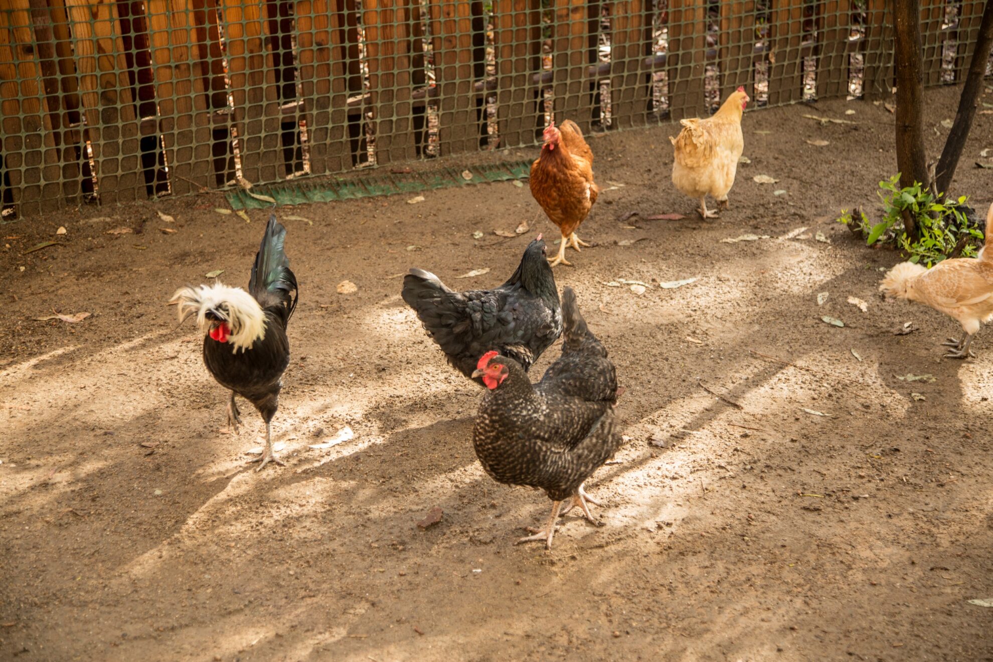 Thinking of Getting Backyard Chickens? Don't Wing It | Fear Free Happy ...