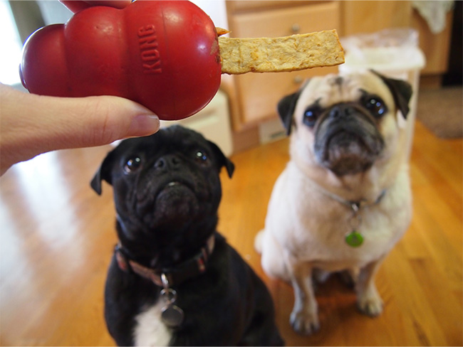 Module 2: Enrichment for Dogs | Fear Free Happy Homes