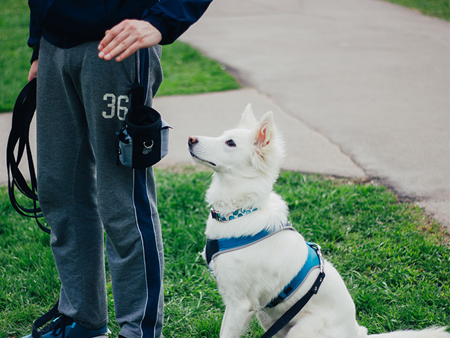 Module 3: Basic Training for Dogs | Fear Free Happy Homes