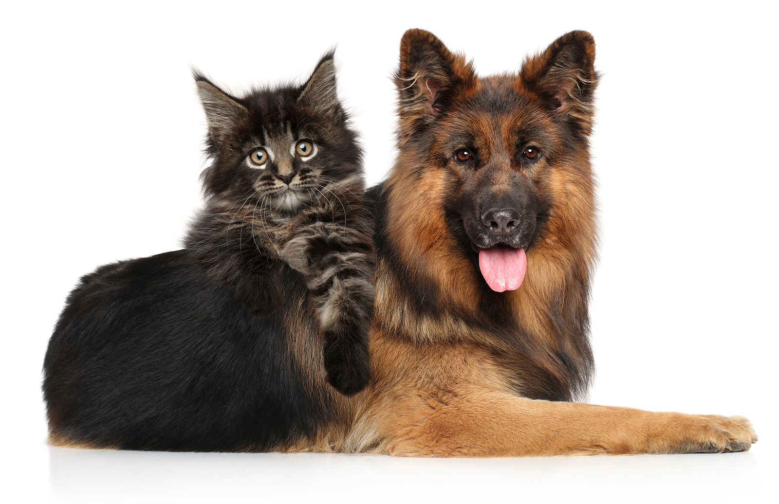 Helping Cats and Dogs Live Together Safely | Fear Free Happy Homes