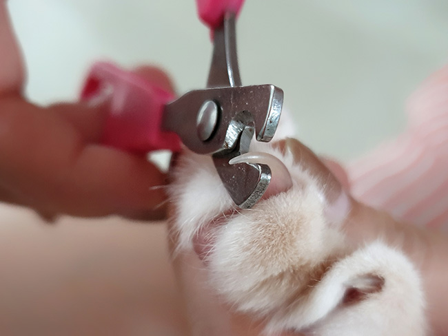 Module 5: Nail Trims and Vet Visits | Fear Free Happy Homes