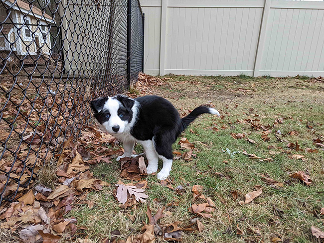 Module 4: House Training and Crate Training | Fear Free Happy Homes