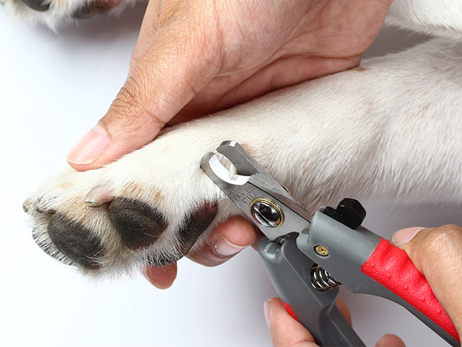 Module 5: Nail Trims and Vet Visits | Fear Free Happy Homes