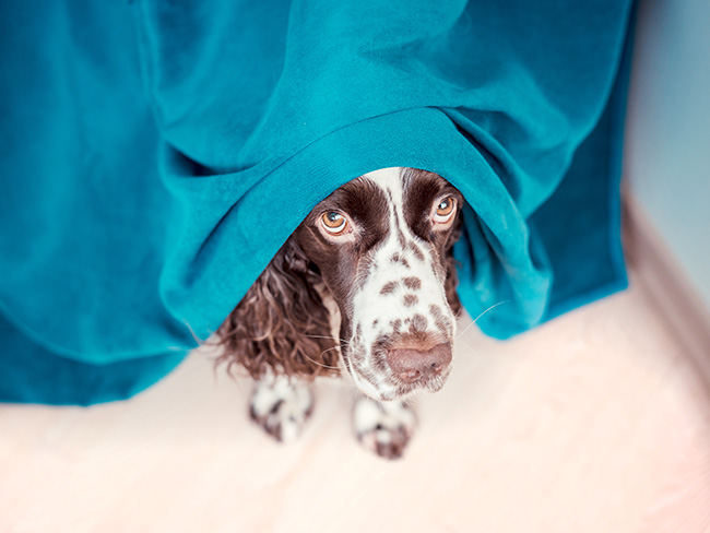 Module 6: Common Fears and Anxieties | Fear Free Happy Homes