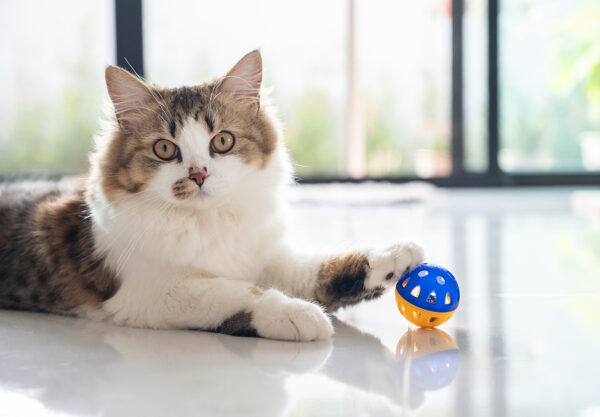How to Recognize Fear, Anxiety, and Stress in Your Cat | Fear Free ...