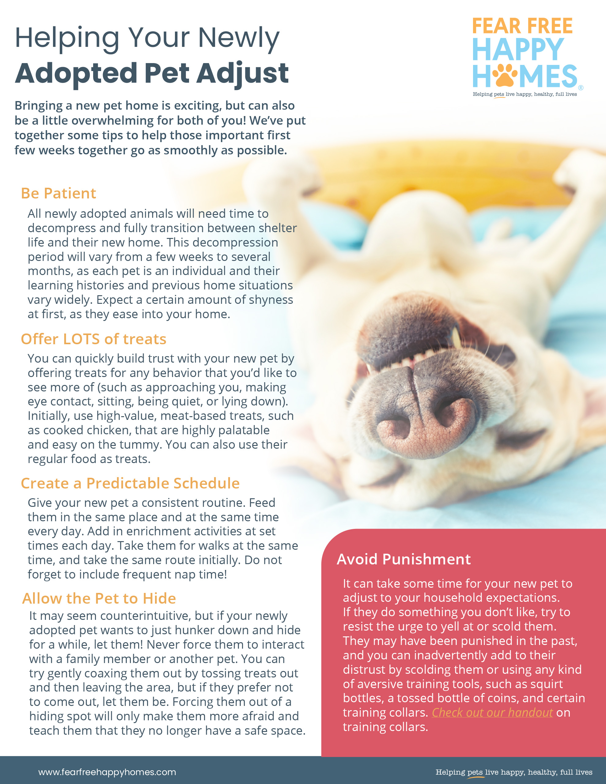 Helping Your Newly Adopted Pet Adjust | Fear Free Happy Homes