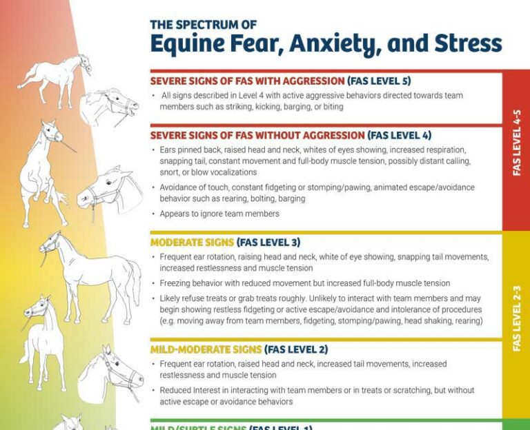 How to Recognize Fear, Anxiety, and Stress in Your Horse | Fear Free ...