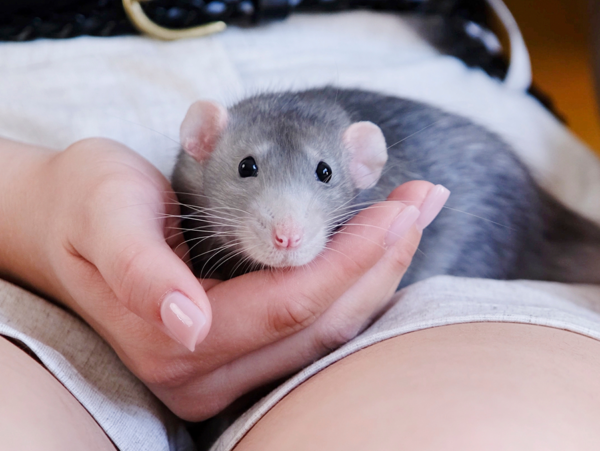 The Spectrum of Fear, Anxiety, and Stress in Rats | Fear Free Happy Homes