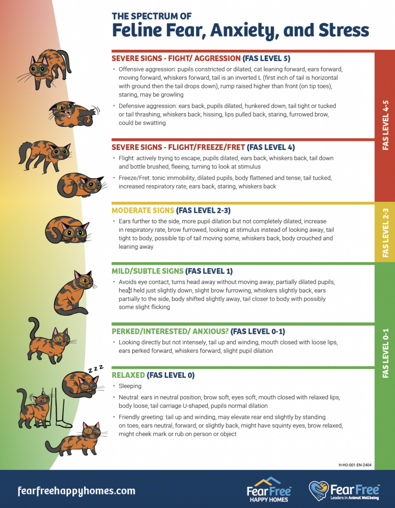How to Recognize Fear, Anxiety, and Stress in Your Cat | Fear Free ...